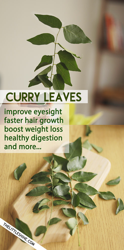 Benefits And Uses Of Curry Leaves The Little Shine Benefits And Uses Of Curry Leaves The Little Shine