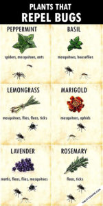 YOU NEED THESE PLANTS TO KEEP BUGS AWAY - The Little Shine