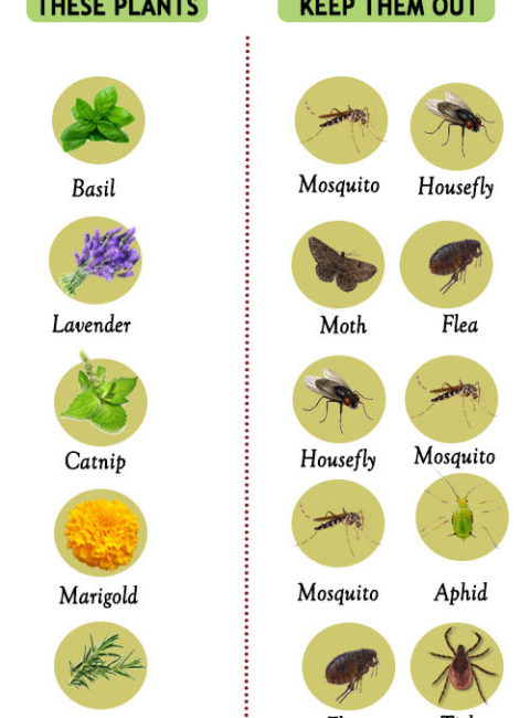 20 Common Houseplants Symbolism - Meanings Behind Different Plants ...