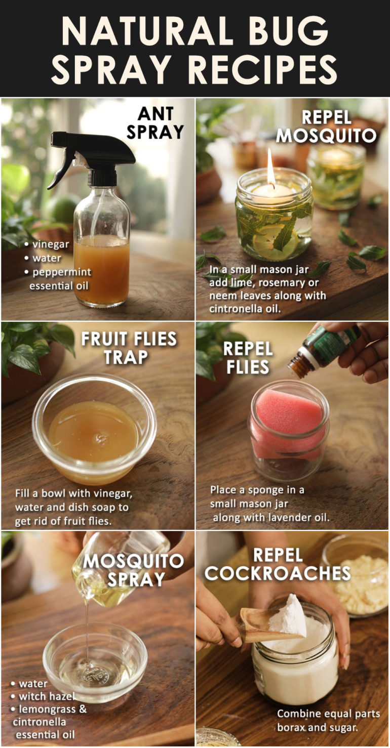 10 DIY Homemade Natural, Non-Toxic Insect, Bug and Mosquito Repellent ...