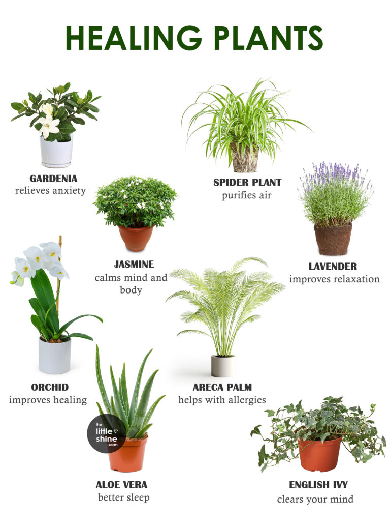 10 Healing Indoor Plants You Must Have At Home - The Little Shine