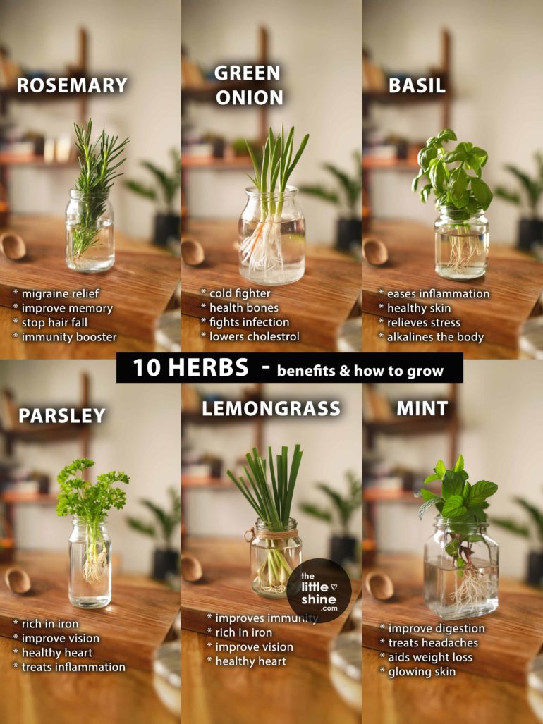 10 Herbs with Health and Beauty Benefits - The Little Shine