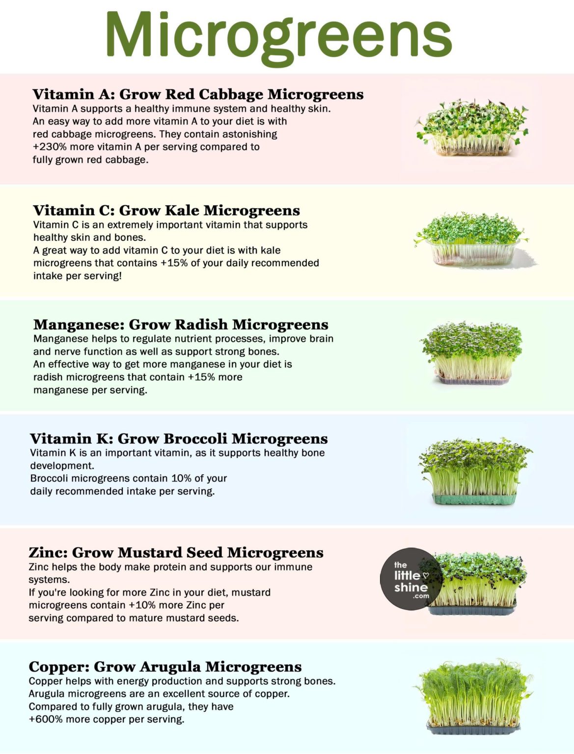 Microgreens - Benefits and How to Grow Microgreens at Home - The Little ...