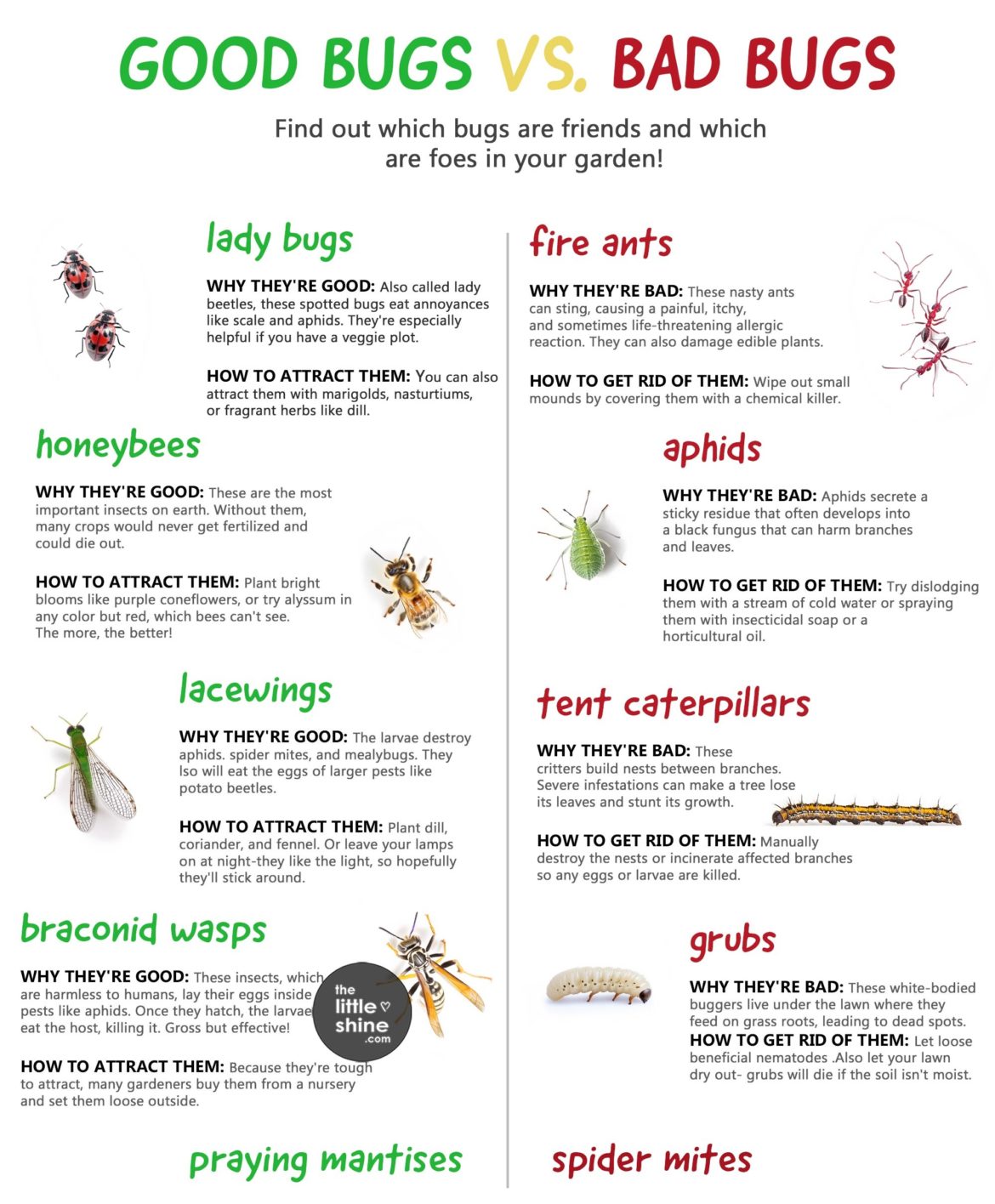 Good Bugs and Bad Bugs in a Garden - The Little Shine