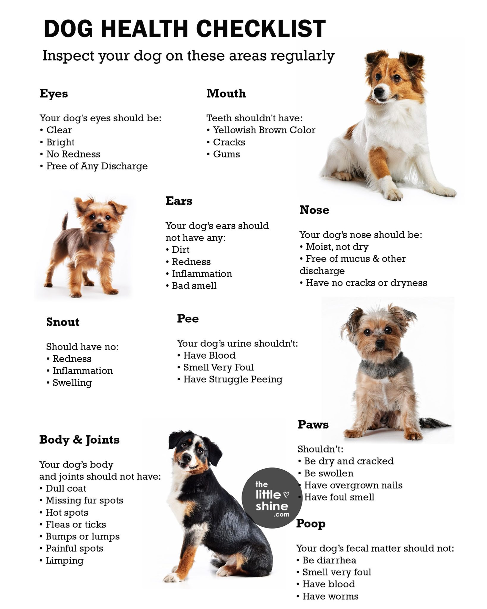 Essential Dog Health Checklist - The Little Shine
