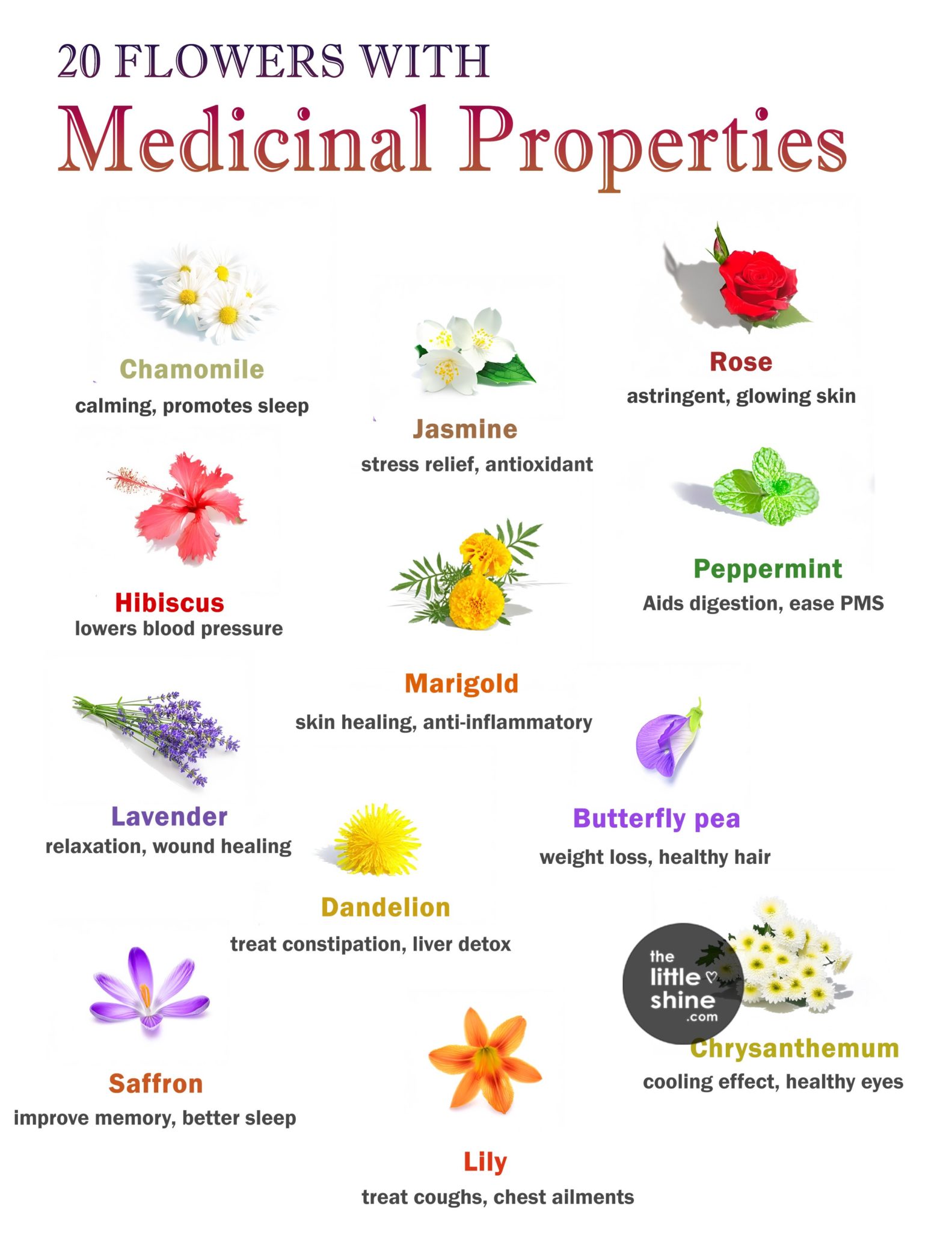 Healing Flowers - Flowers with Medicinal Properties - The Little Shine