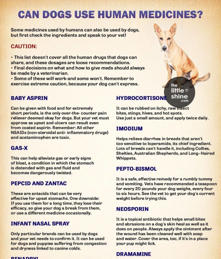 CAN DOGS USE HUMAN MEDICINES? - The Little Shine